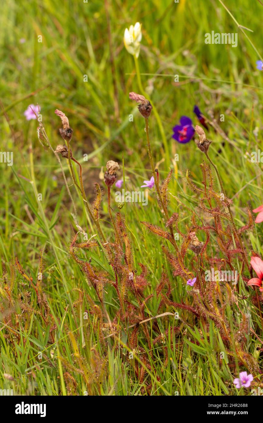 Some plants of Drosera cistiflora, a carnivorous plant from the Sundew ...