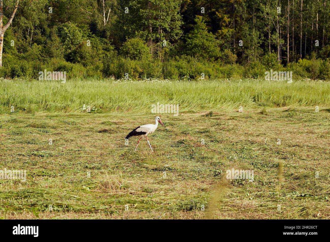 A stork walks through a mowed field in search of food in summer Stock ...