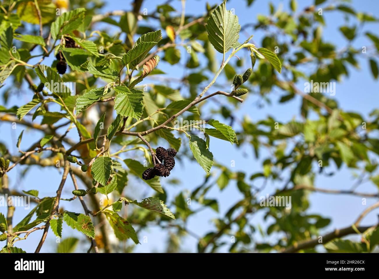 Black alder forest hi-res stock photography and images - Alamy