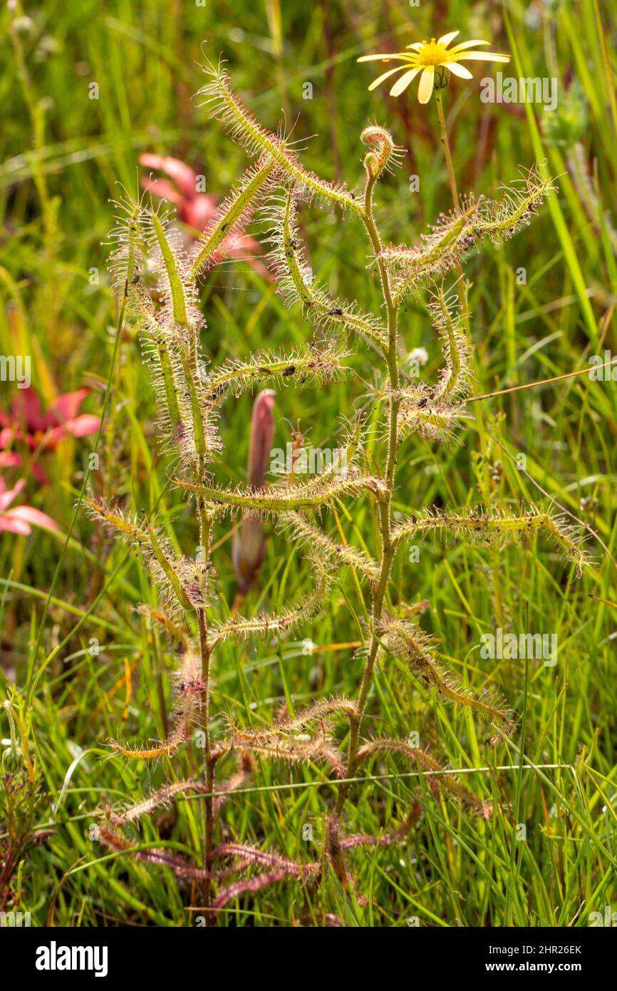 Some Drosera cistiflora in natural habitat near Darling in the Western Cape of South Africa ...