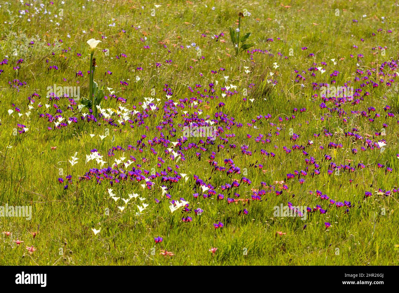 Overview of a renosterveld near Darling in the Western Cape of South ...