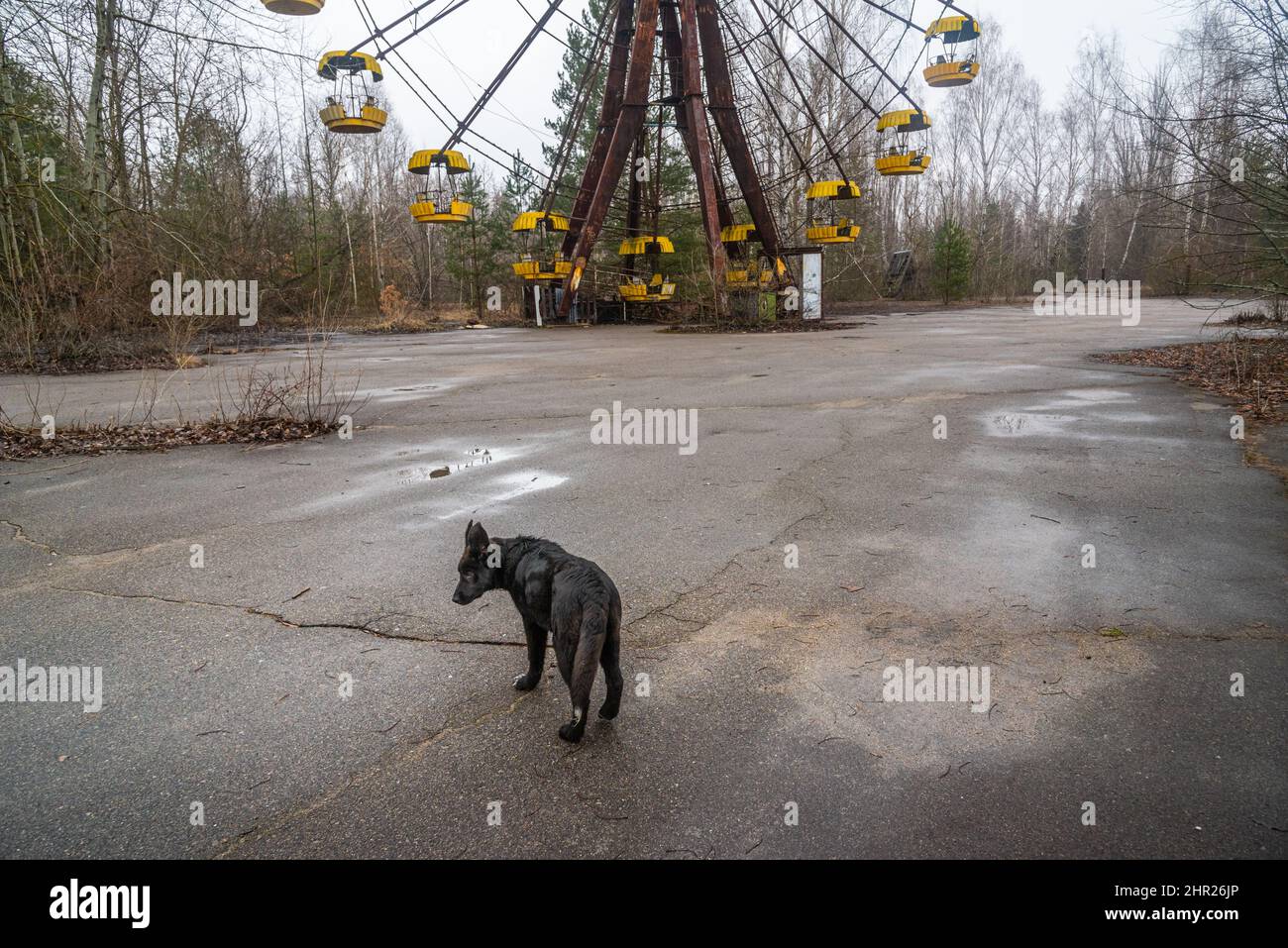 A black dog plays in front of the famous abandoned ferris wheel in ...