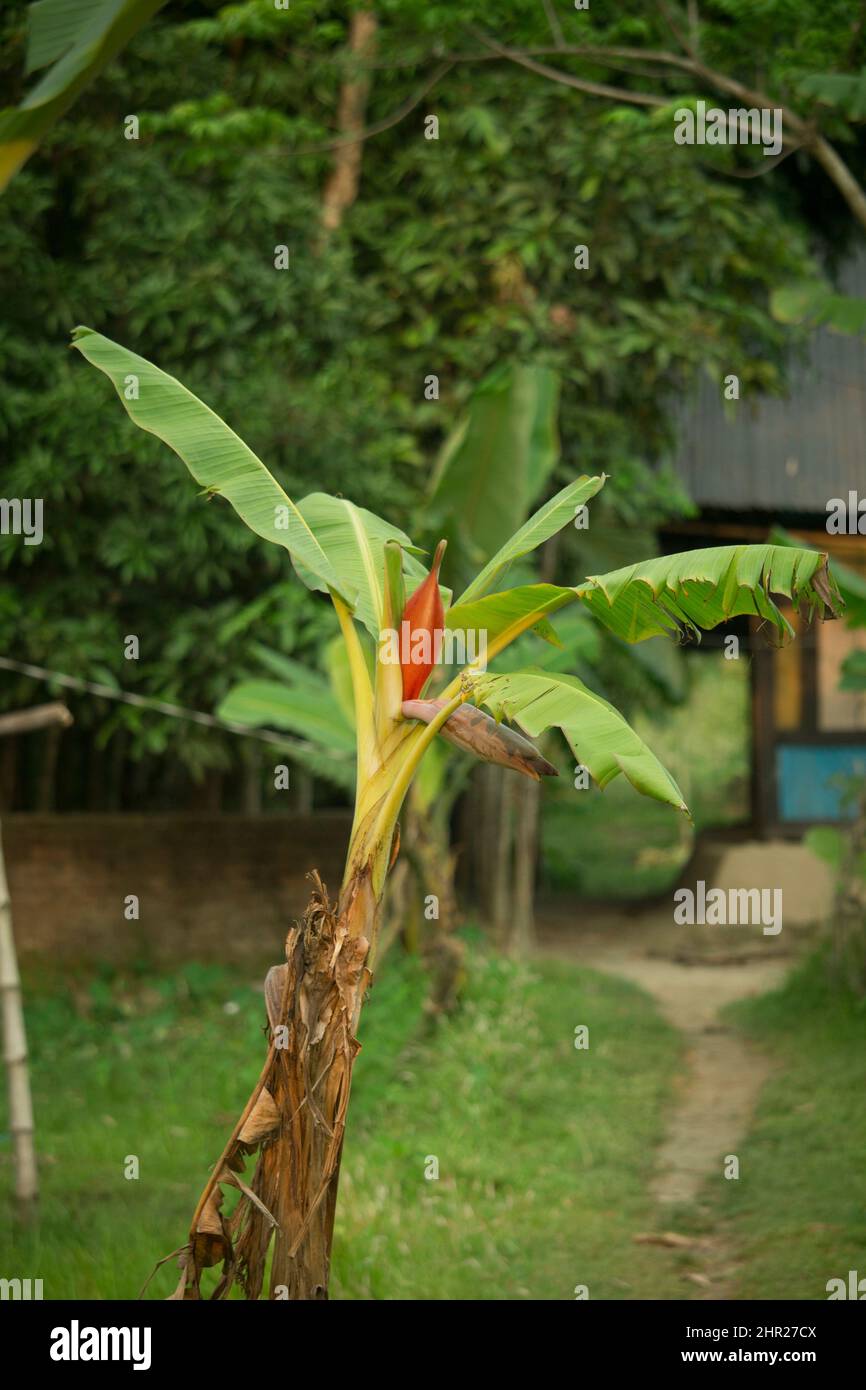 Red banana tree hi-res stock photography and images - Alamy