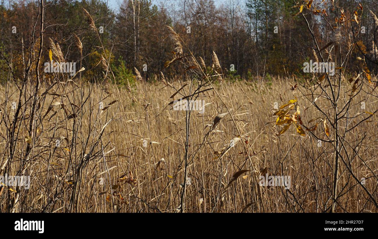 Withered yellow grass in the swamp in autumn. Trees with yellow foliage ...