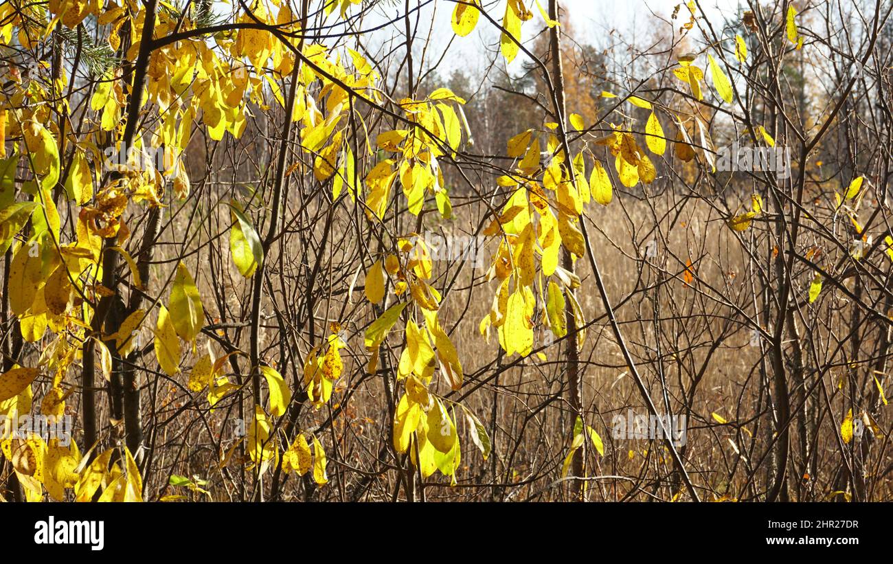 Withered yellow grass in the swamp in autumn. Trees with yellow foliage ...