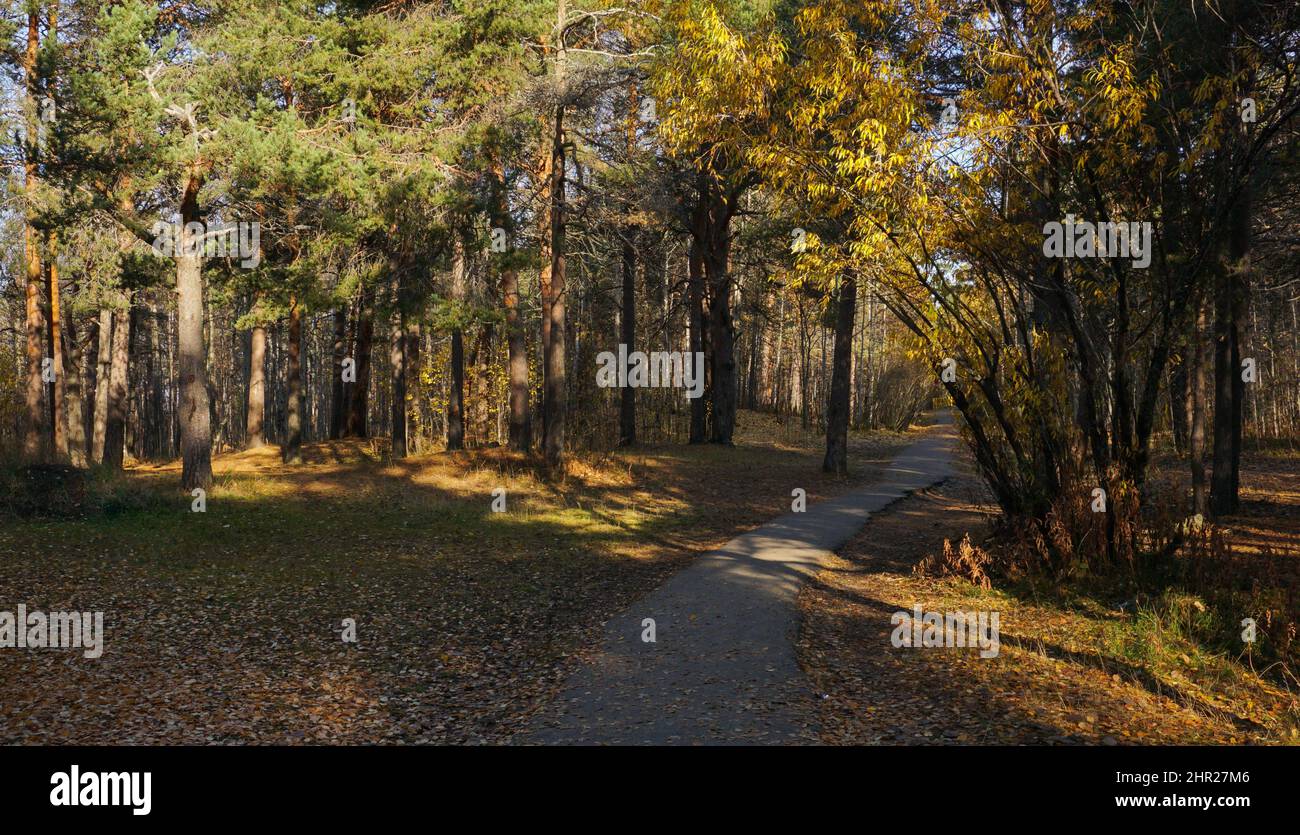 Asphalt path in the autumn forest. Walk through the forest among the ...
