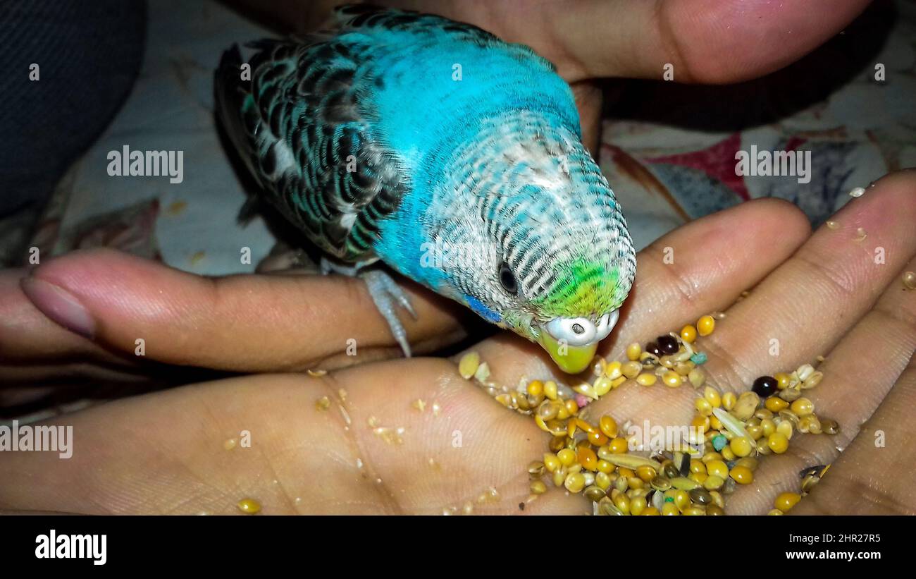 A beautiful Bird is eating food Stock Photo - Alamy