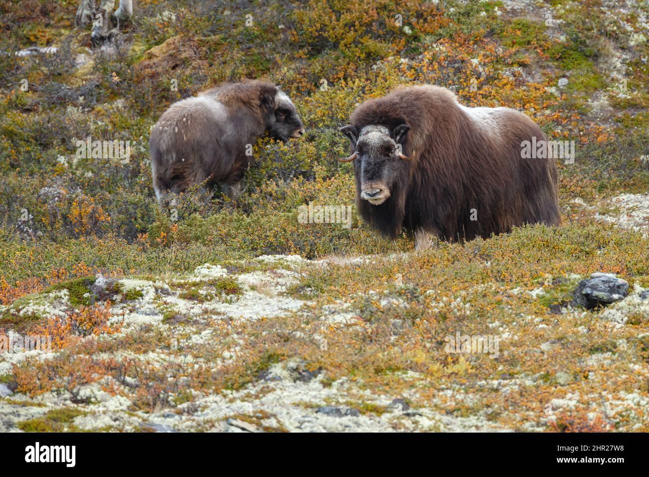 Musk-ox in a fall colored setting at Dovrefjell Norway Stock Photo - Alamy
