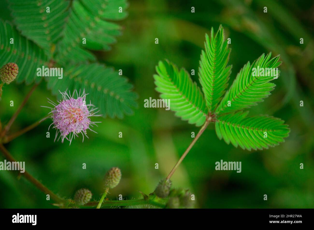 A beautiful picture of a shy flower Stock Photo - Alamy