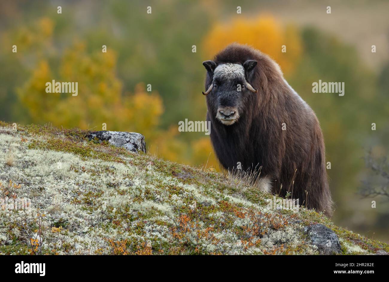 Musk-ox in a fall colored setting at Dovrefjell Norway Stock Photo - Alamy