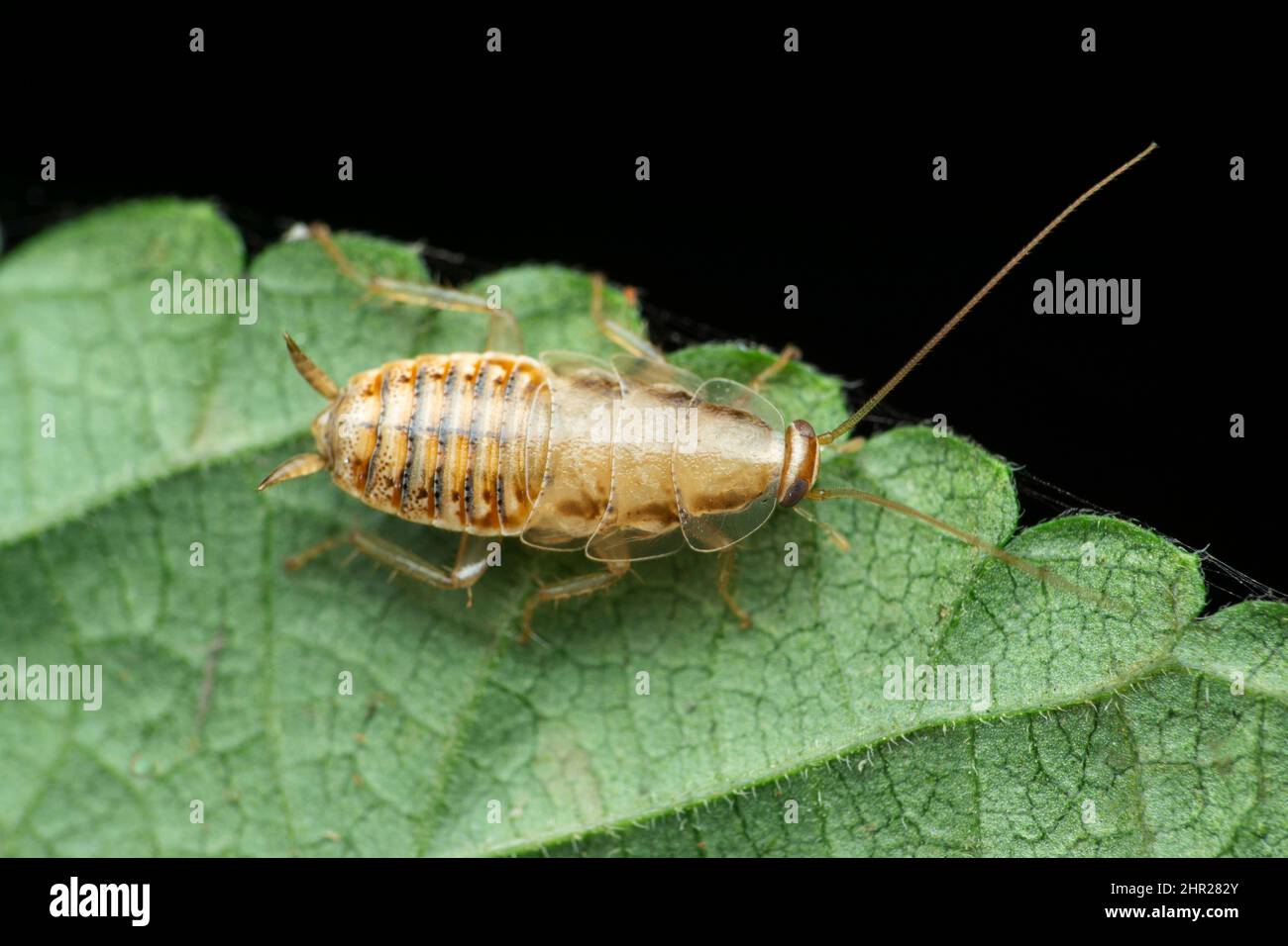 Nymph of cockroach, Satara, Maharashtra, India Stock Photo - Alamy