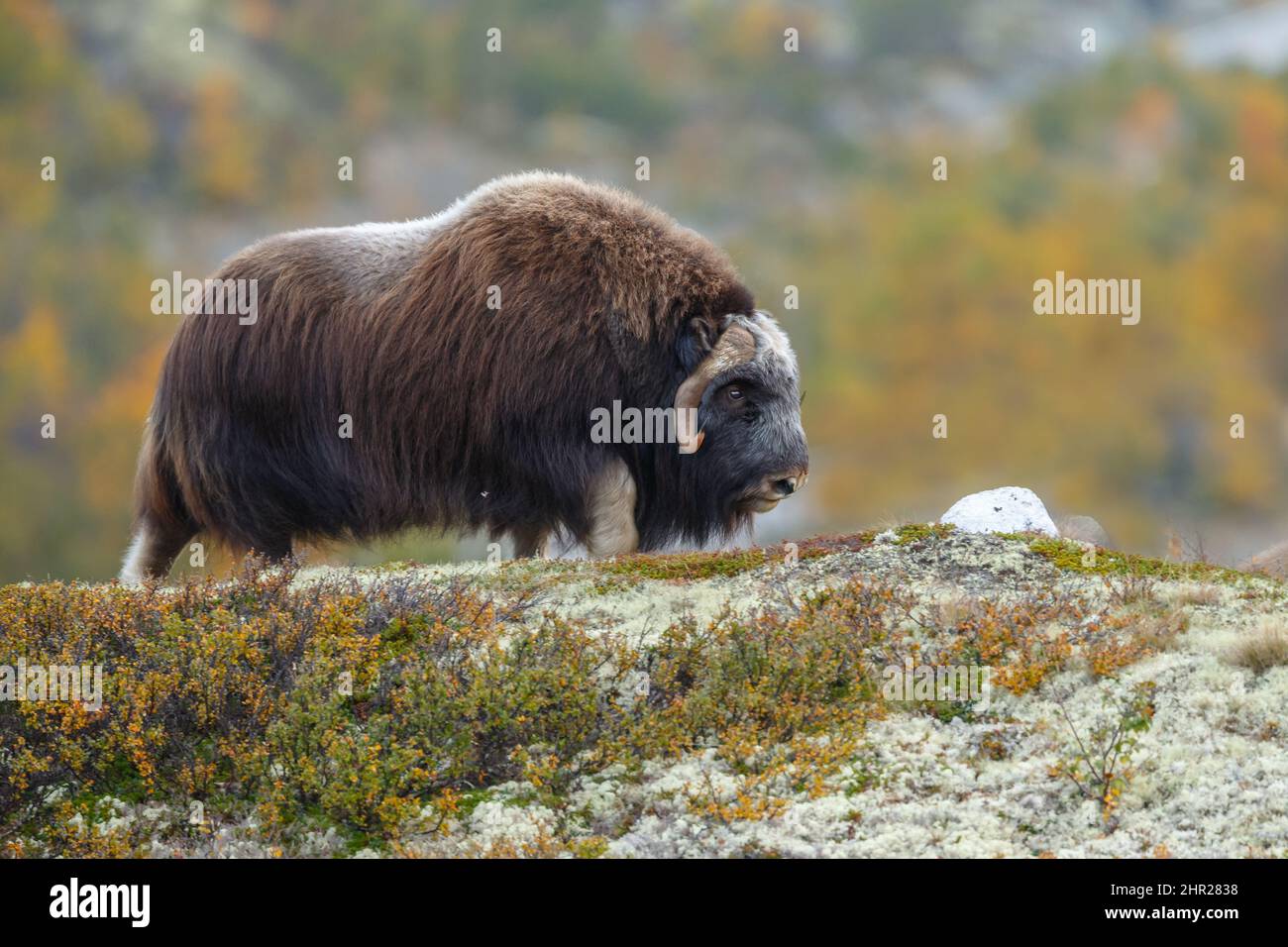 Musk-ox in a fall colored setting at Dovrefjell Norway Stock Photo - Alamy