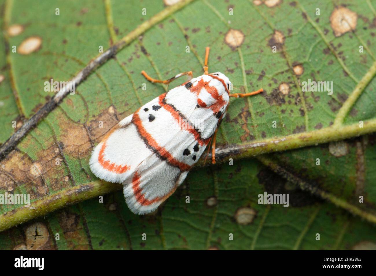 Red striped tiger moth species, Satara, Maharashtra, India Stock Photo ...