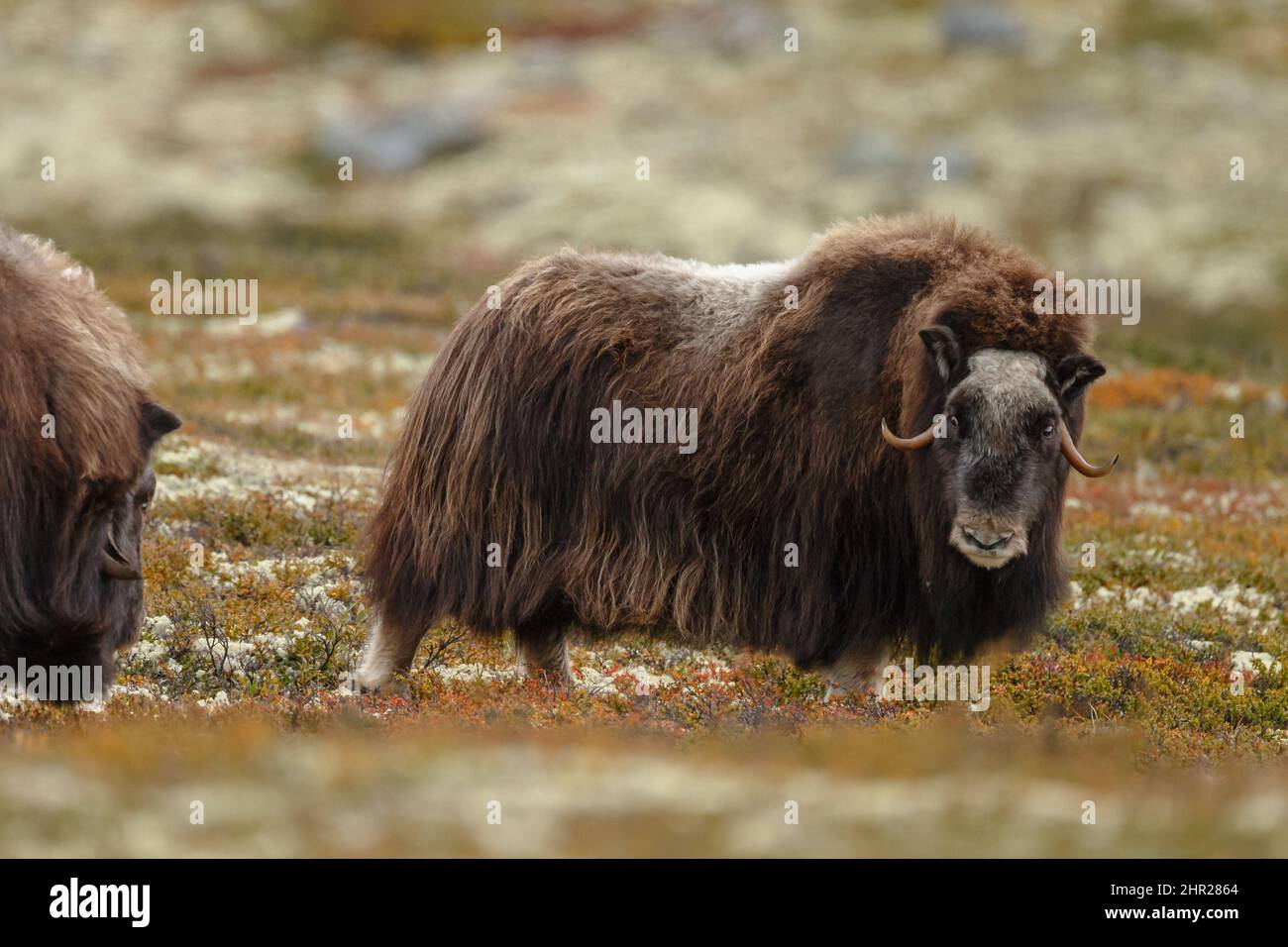 Musk-ox in a fall colored setting at Dovrefjell Norway Stock Photo - Alamy