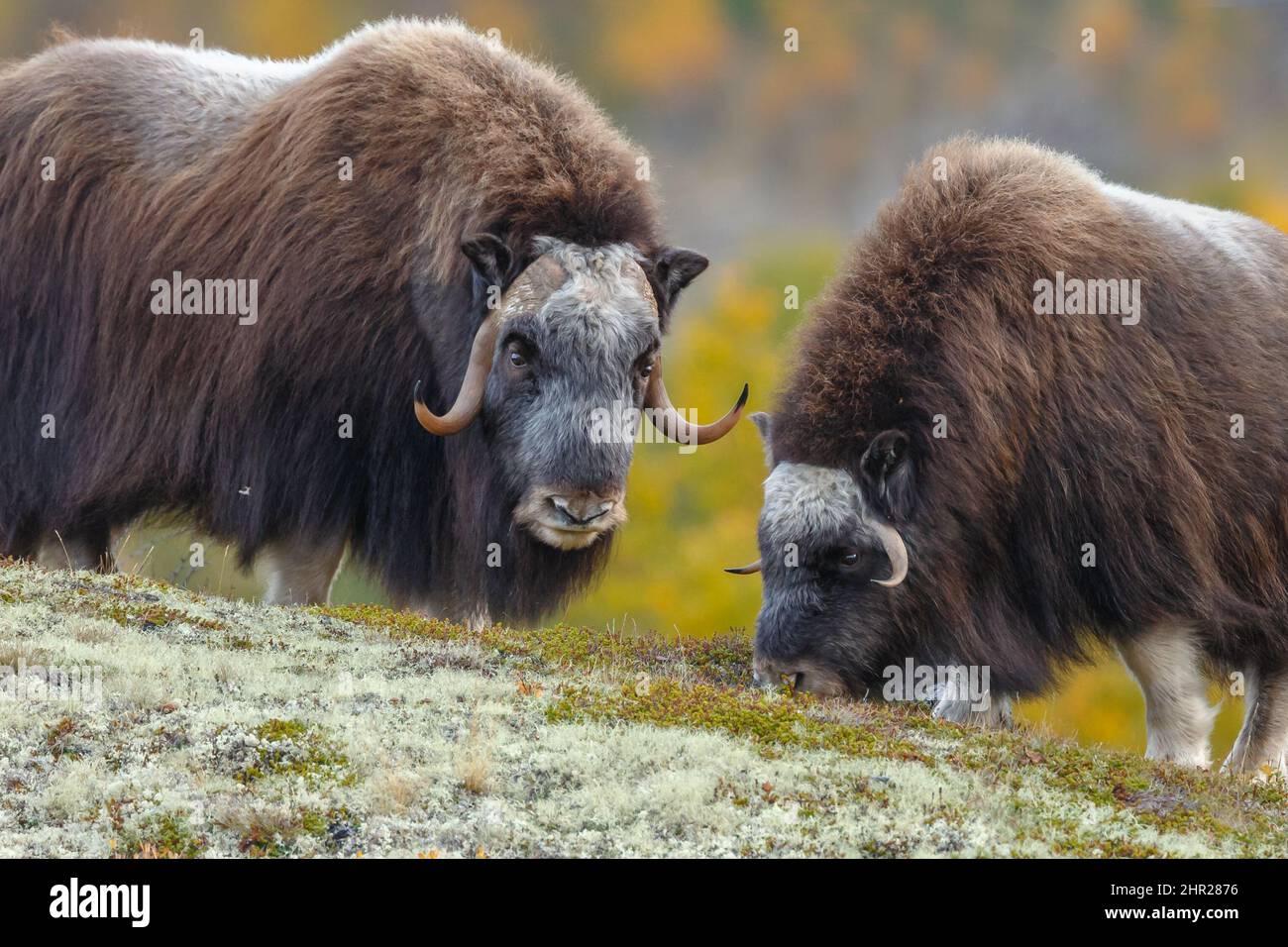 Musk-ox in a fall colored setting at Dovrefjell Norway Stock Photo - Alamy