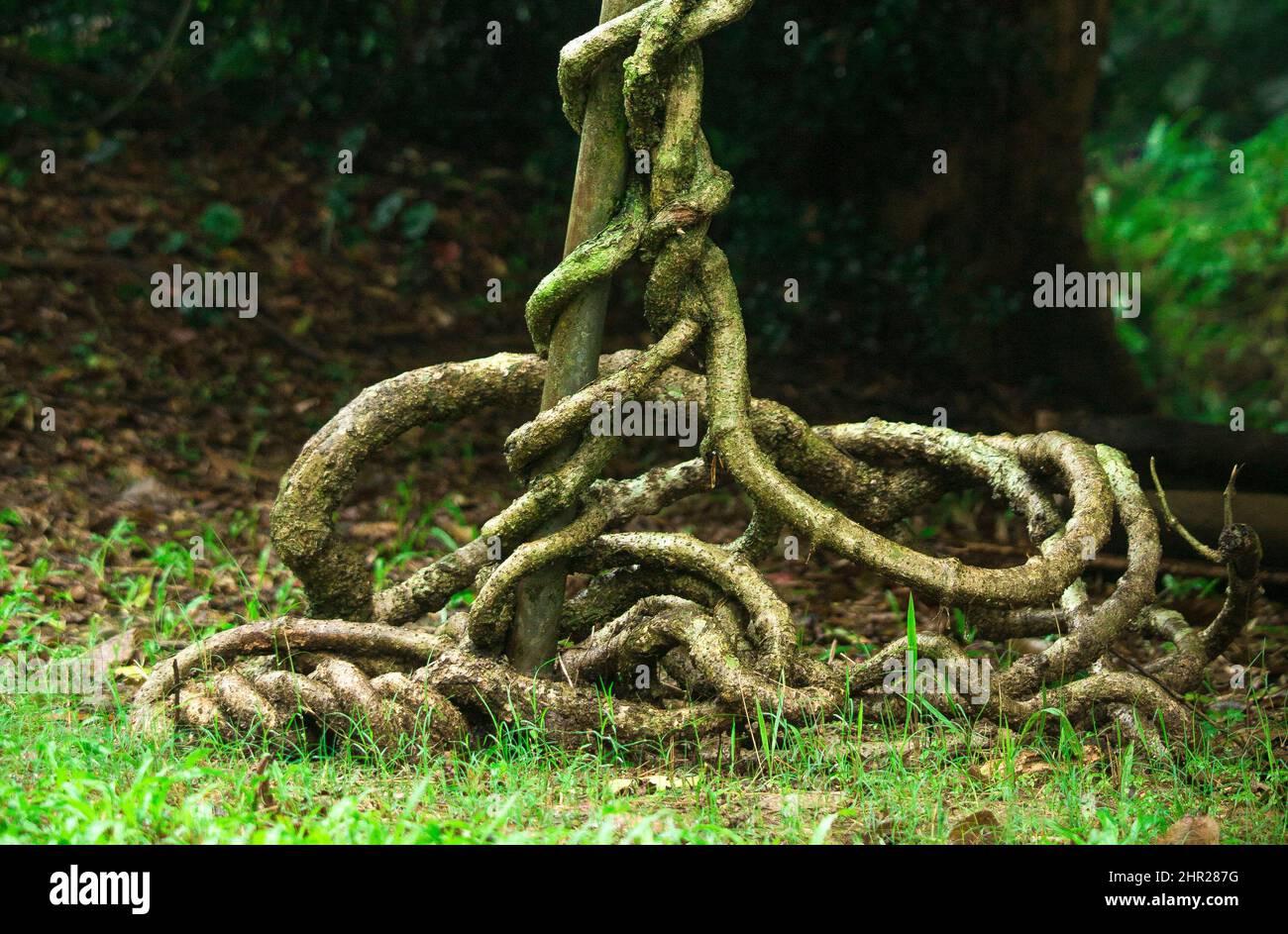 Strange tree hi-res stock photography and images - Alamy