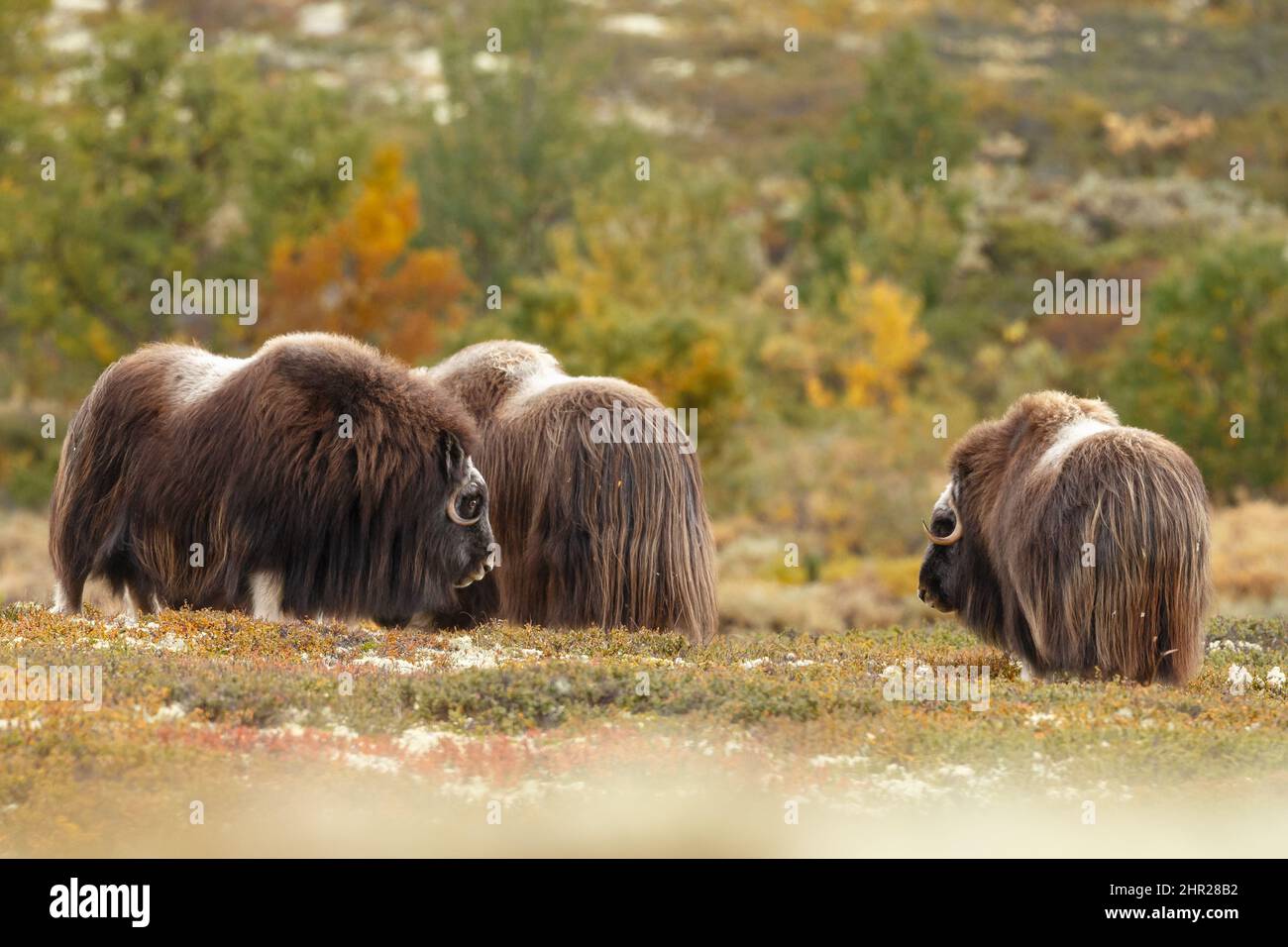 Musk-ox in a fall colored setting at Dovrefjell Norway Stock Photo - Alamy