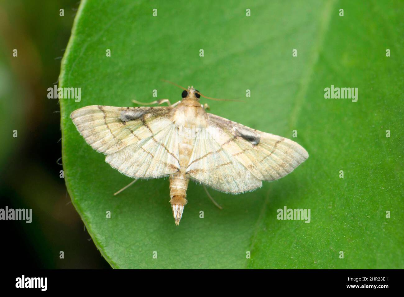 Wax moth species, Satara, Maharashtra, India Stock Photo - Alamy