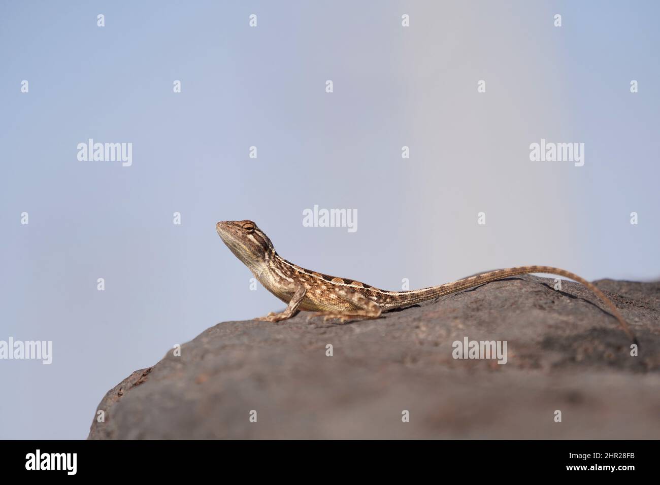 Male blue fanthroated lizard, Sarada deccanensis, Satara, Maharashtra ...