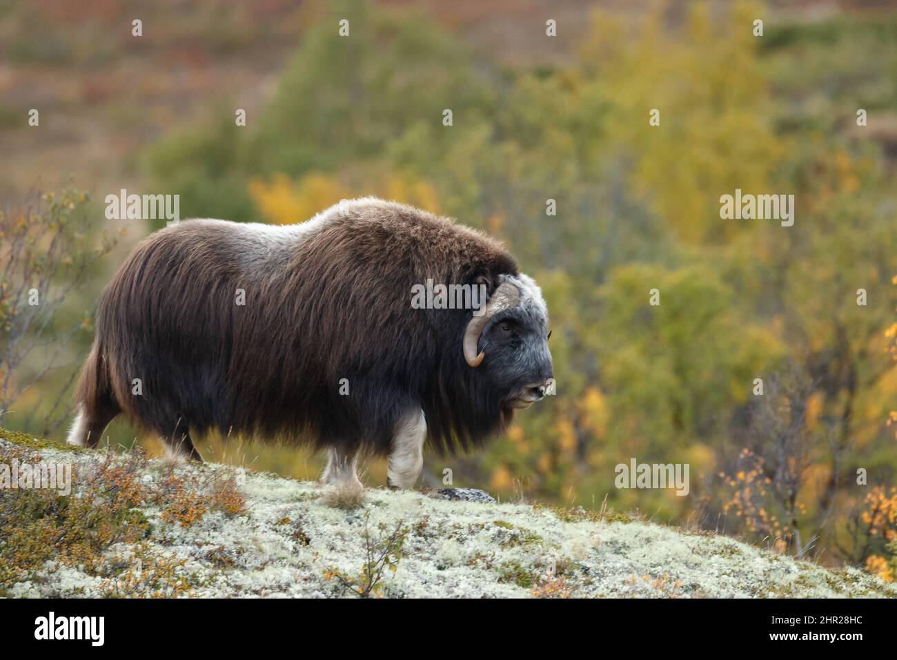 Musk-ox in a fall colored setting at Dovrefjell Norway Stock Photo - Alamy
