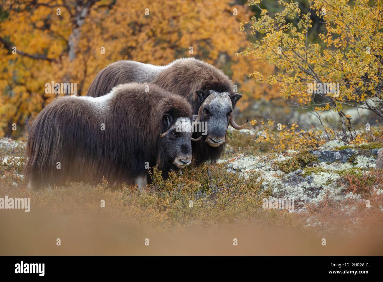 Musk-ox in a fall colored setting at Dovrefjell Norway Stock Photo - Alamy