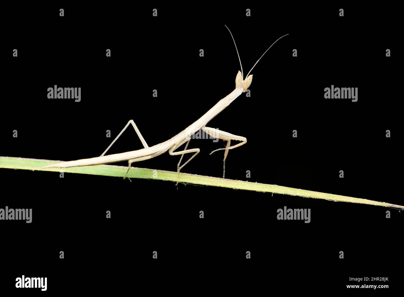 Grass mantis on grass balde, Deiphobella laticeps, Endemic to Western ...
