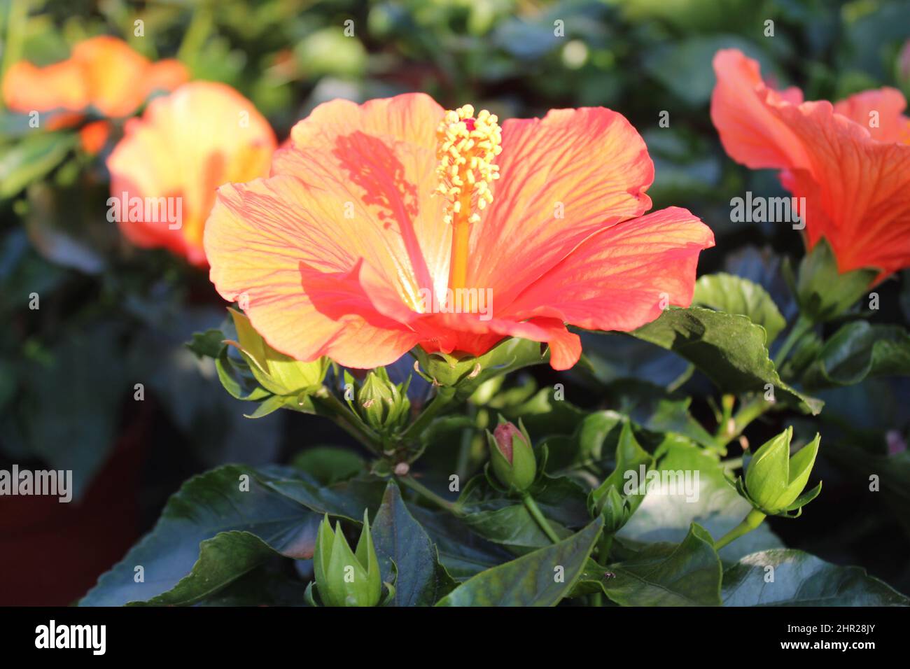 red hibiscus in the garden Stock Photo - Alamy