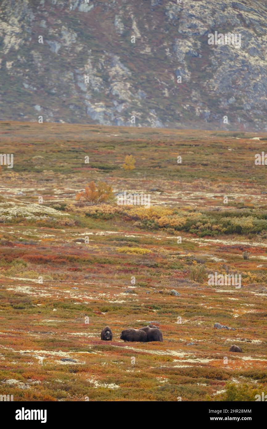 Autumn in dovrefjell national hi-res stock photography and images - Alamy