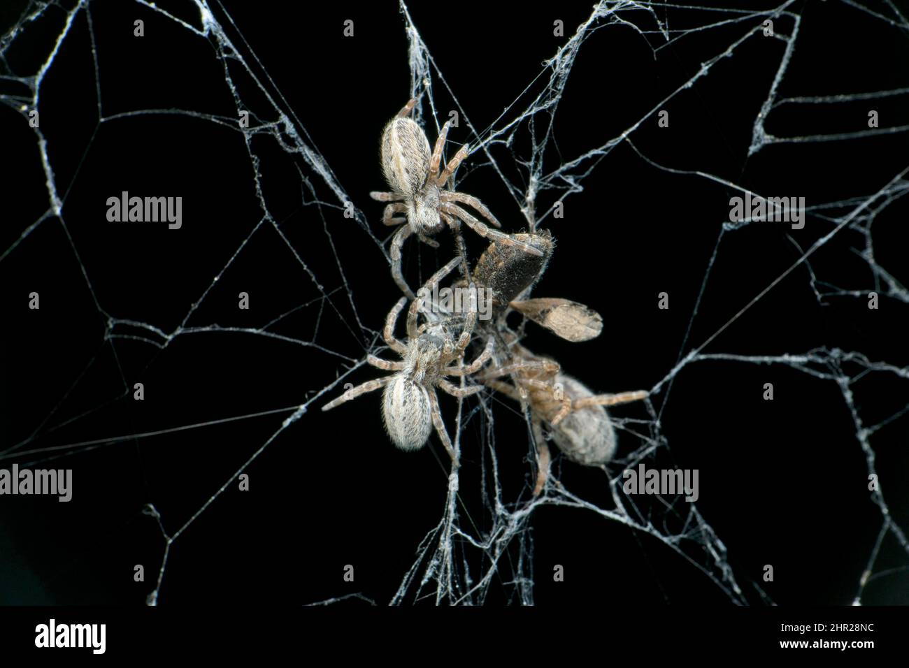 Stegodyphus lineatus hi-res stock photography and images - Alamy