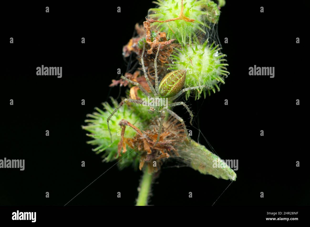 The lynx spider, Oxyopes species, Satara, Maharashtra, india Stock ...