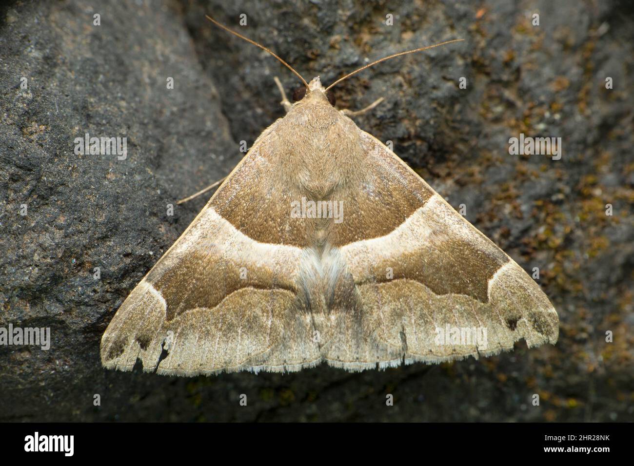 Isolated vector yellow triangle hi-res stock photography and images - Alamy