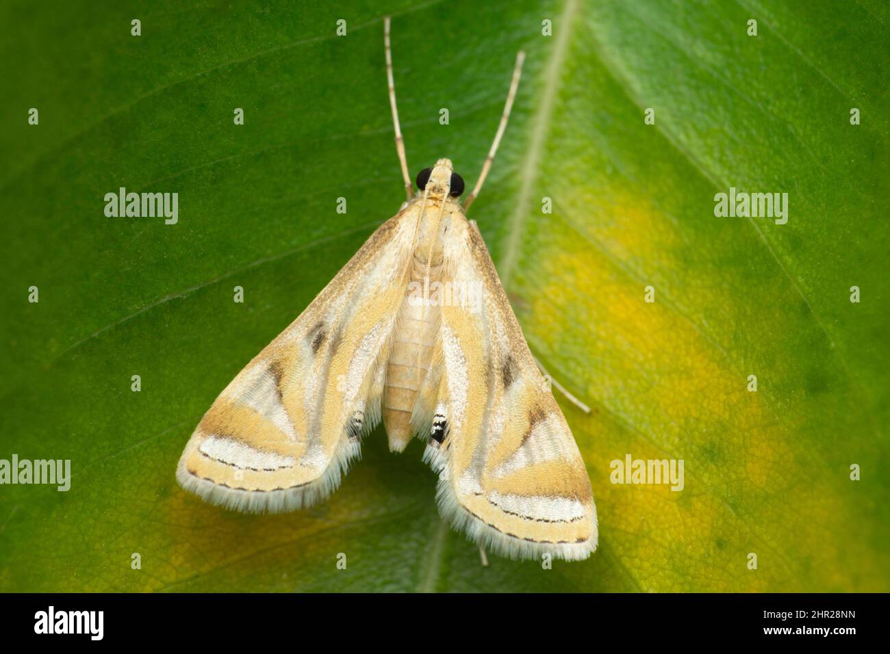 Triangle moth on leaf , Satara, Maharashtra, india Stock Photo - Alamy