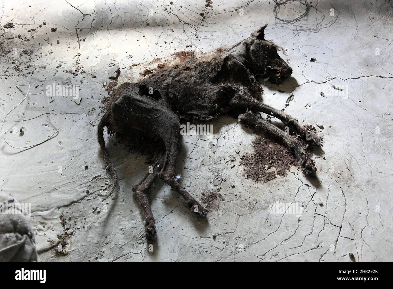 Chernobyl Diaries Dogs