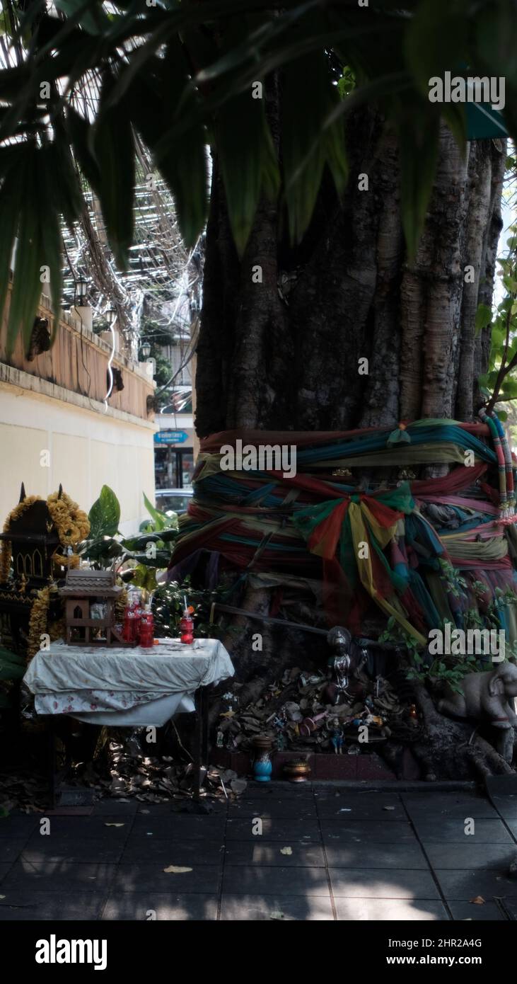 The holy tree hi-res stock photography and images - Alamy