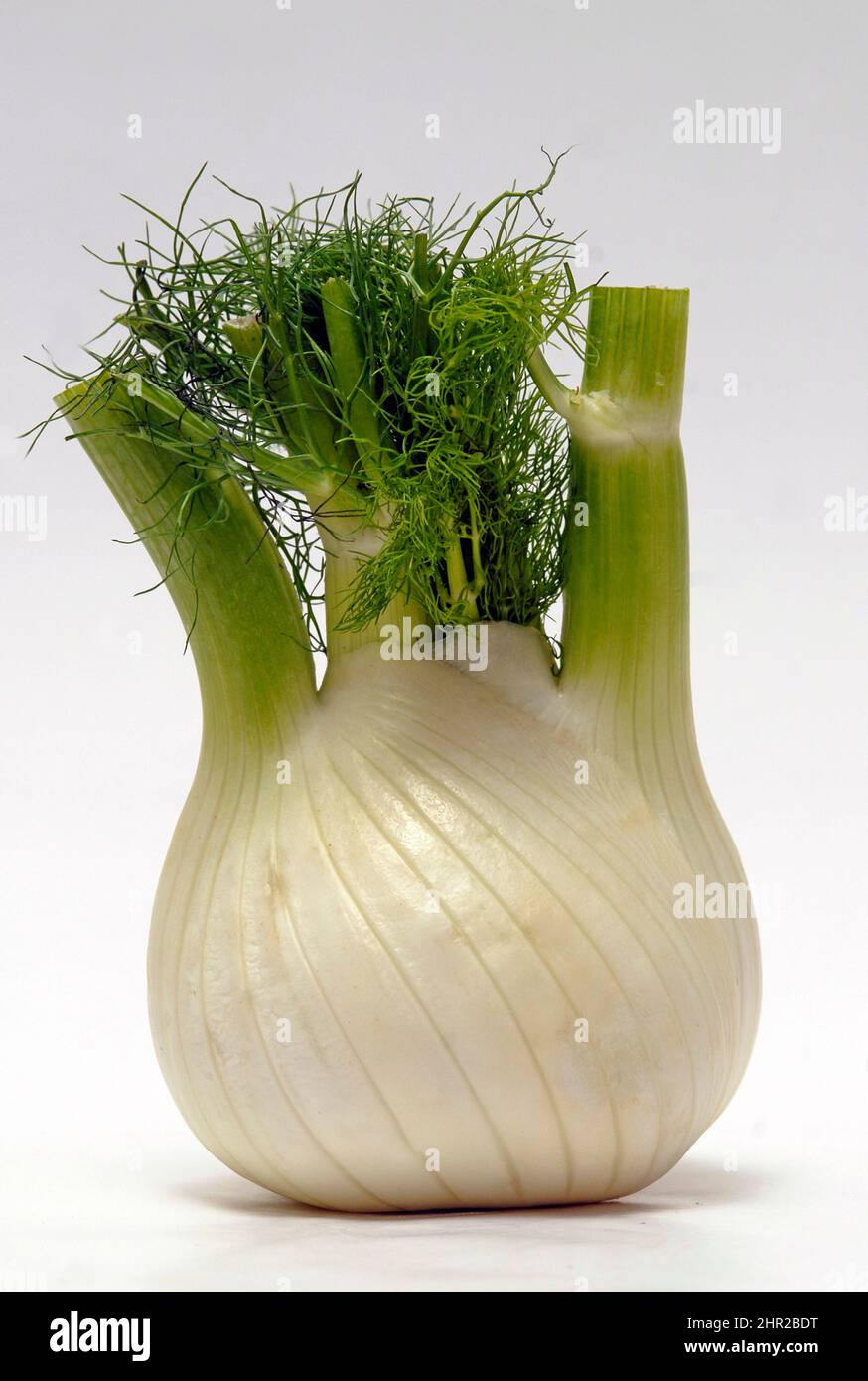 Fennels foeniculum vulgare hi-res stock photography and images - Alamy
