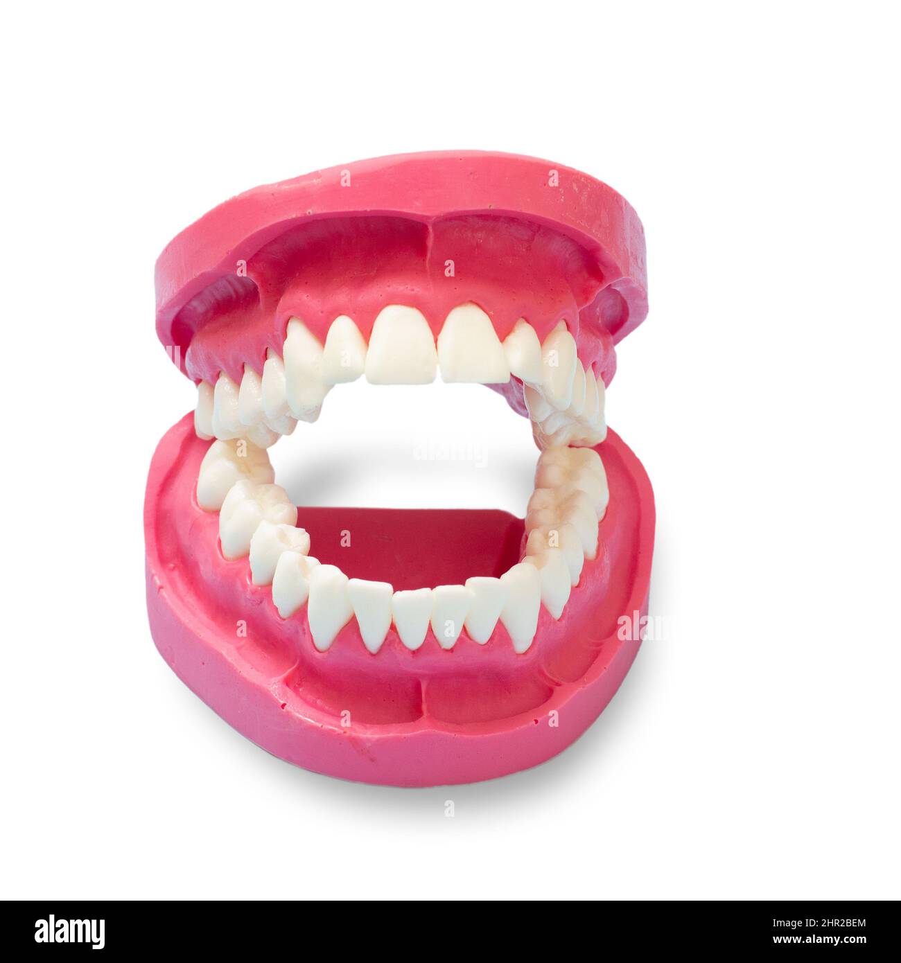 Layout of the human jaw on the white background Stock Photo - Alamy