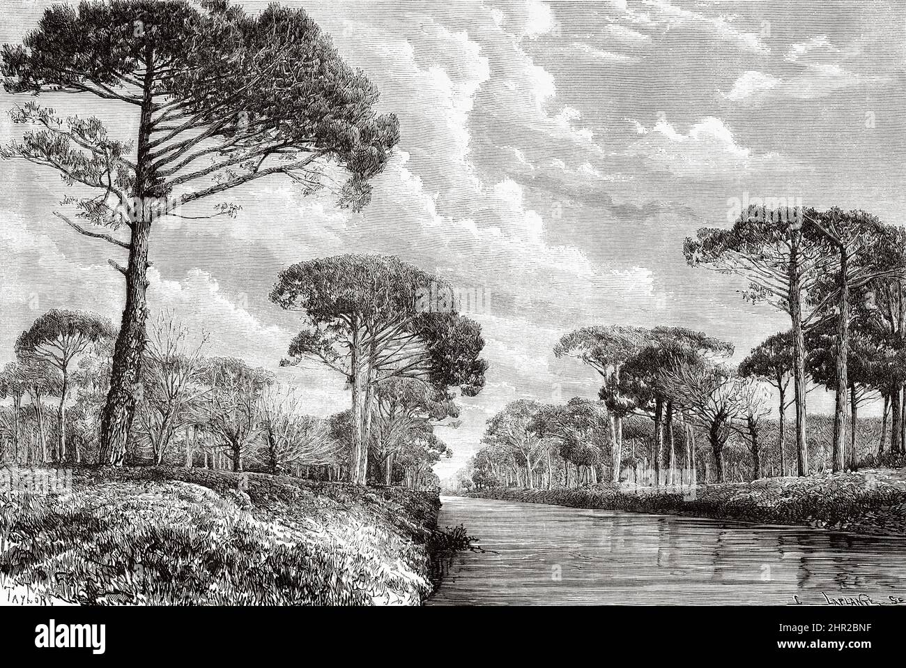 Ravenna pineta hi-res stock photography and images - Alamy