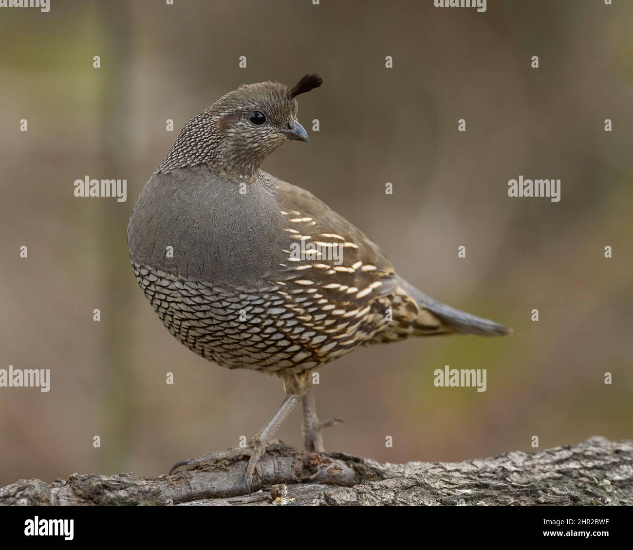 California Quail (Callipepla californica) Sacramento County California ...