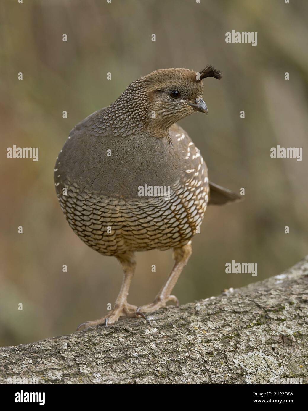 California Quail (Callipepla californica) Sacramento County California ...
