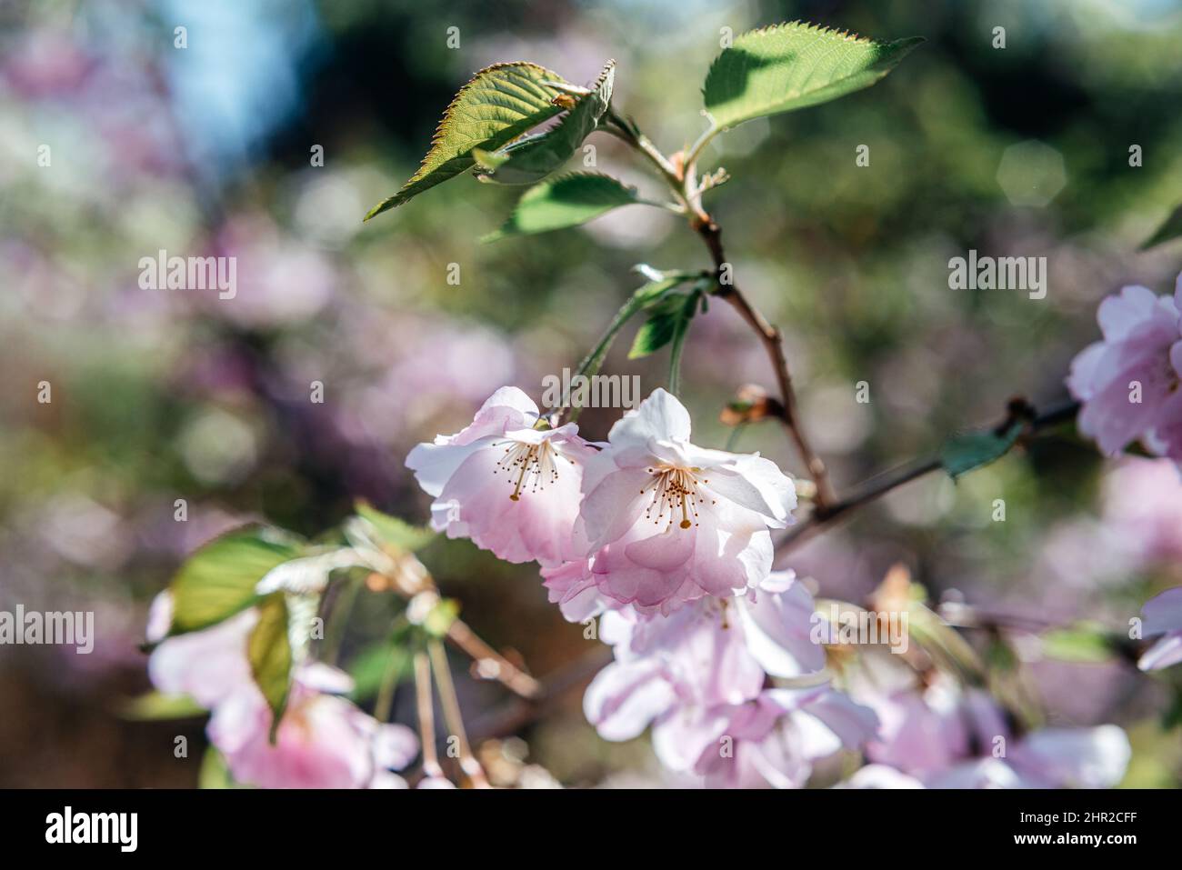 Pink flowers of sakura cherry blossoms spring Easter background Stock ...