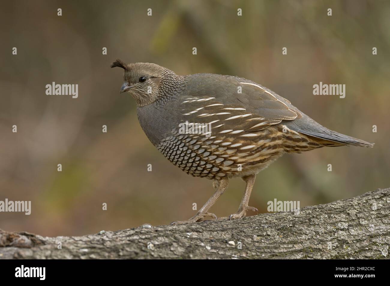 California Quail (Callipepla californica) Sacramento County California ...