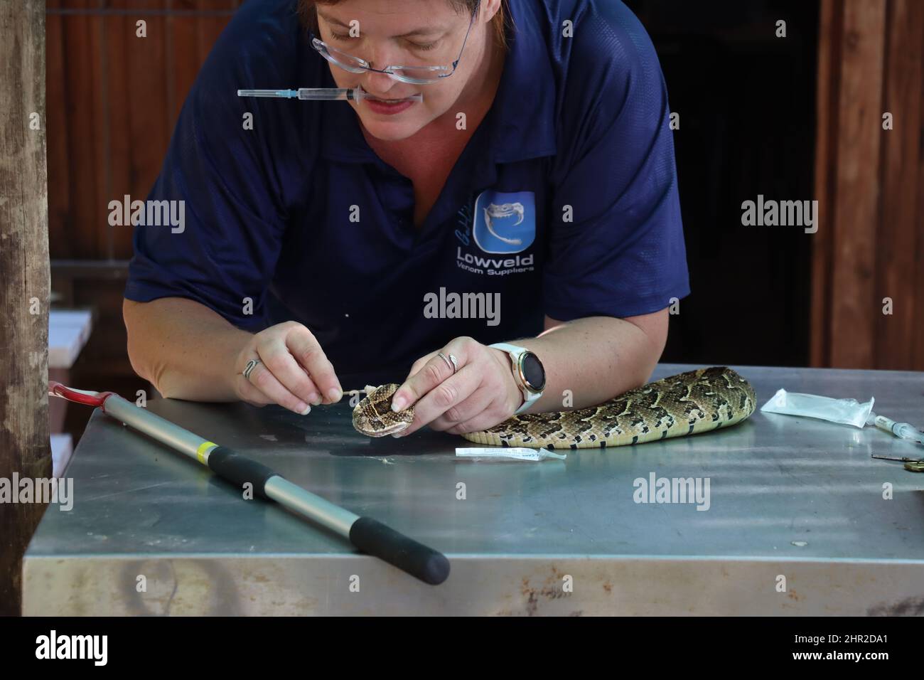 Snake venom milking hi-res stock photography and images - Alamy