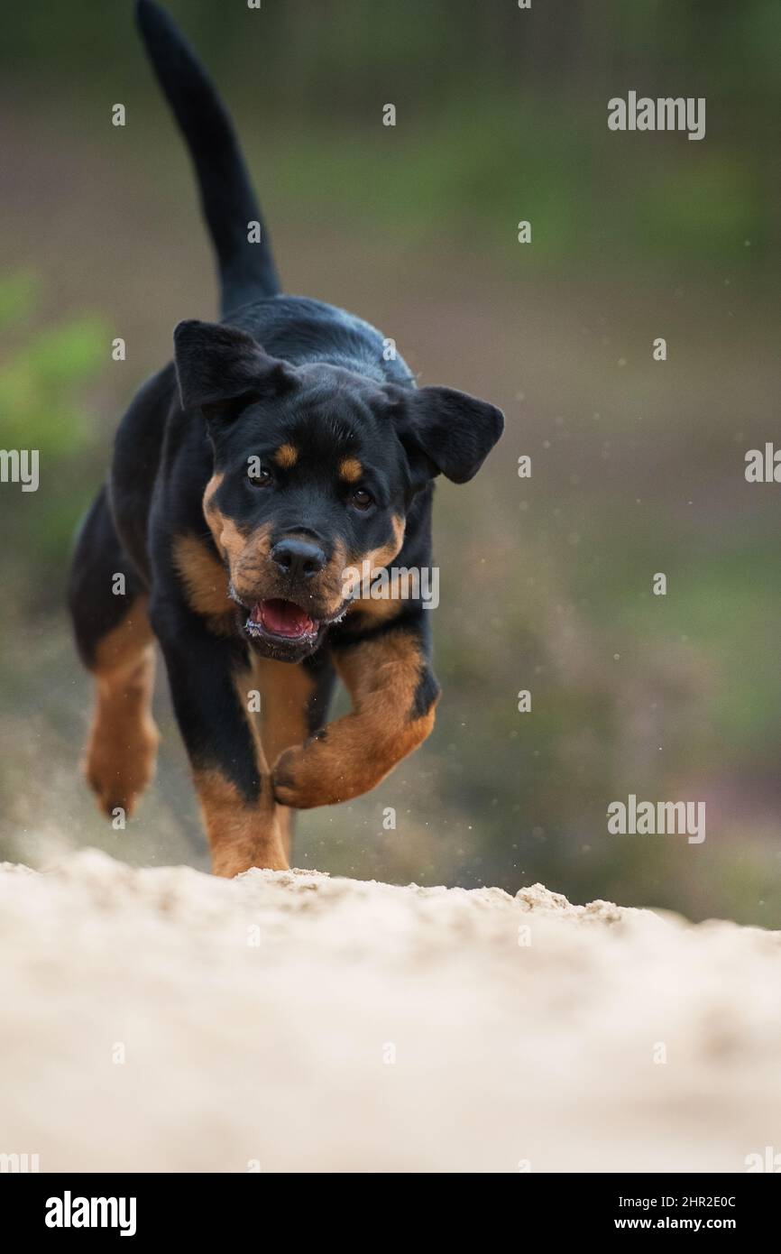 Running rottweiler puppy hi-res stock photography and images - Alamy