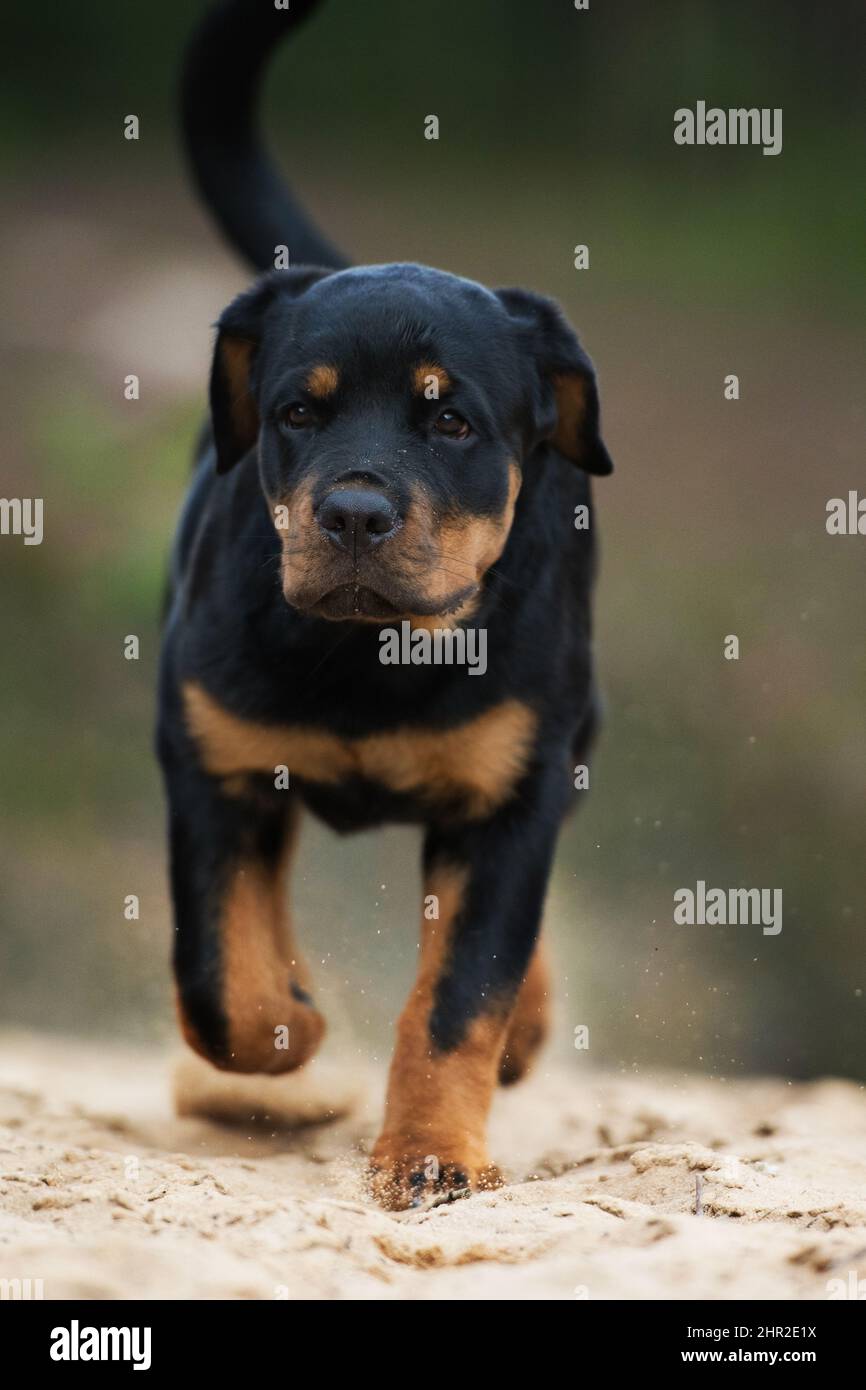 Running rottweiler puppy hi-res stock photography and images - Alamy