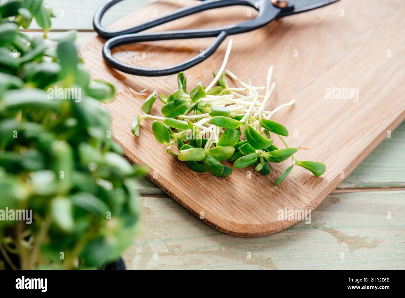 Cut sunflower microgreens hi-res stock photography and images - Alamy