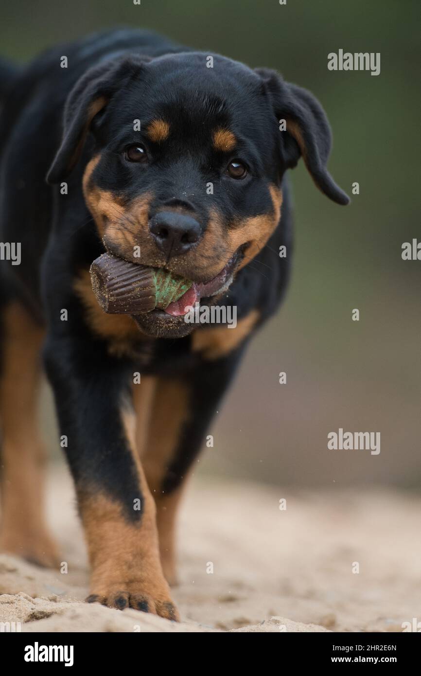 Rottweiler puppy running in heather landscape Stock Photo - Alamy
