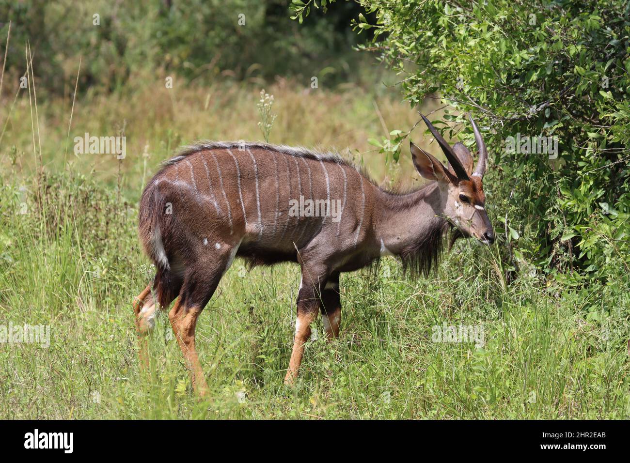 Kruger lake hi-res stock photography and images - Alamy