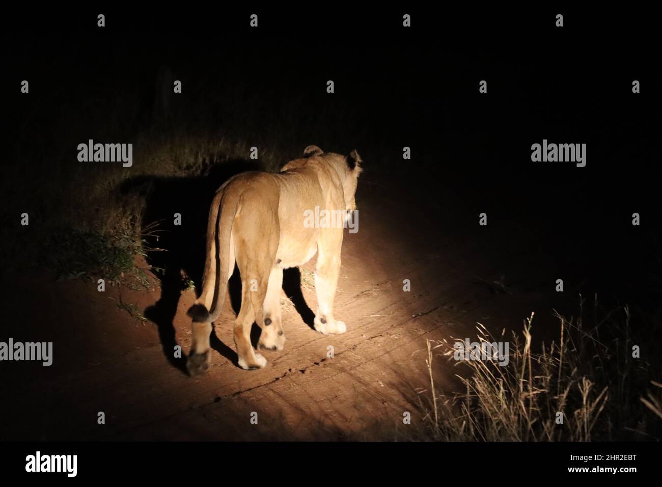 Lioness at night hi-res stock photography and images - Alamy