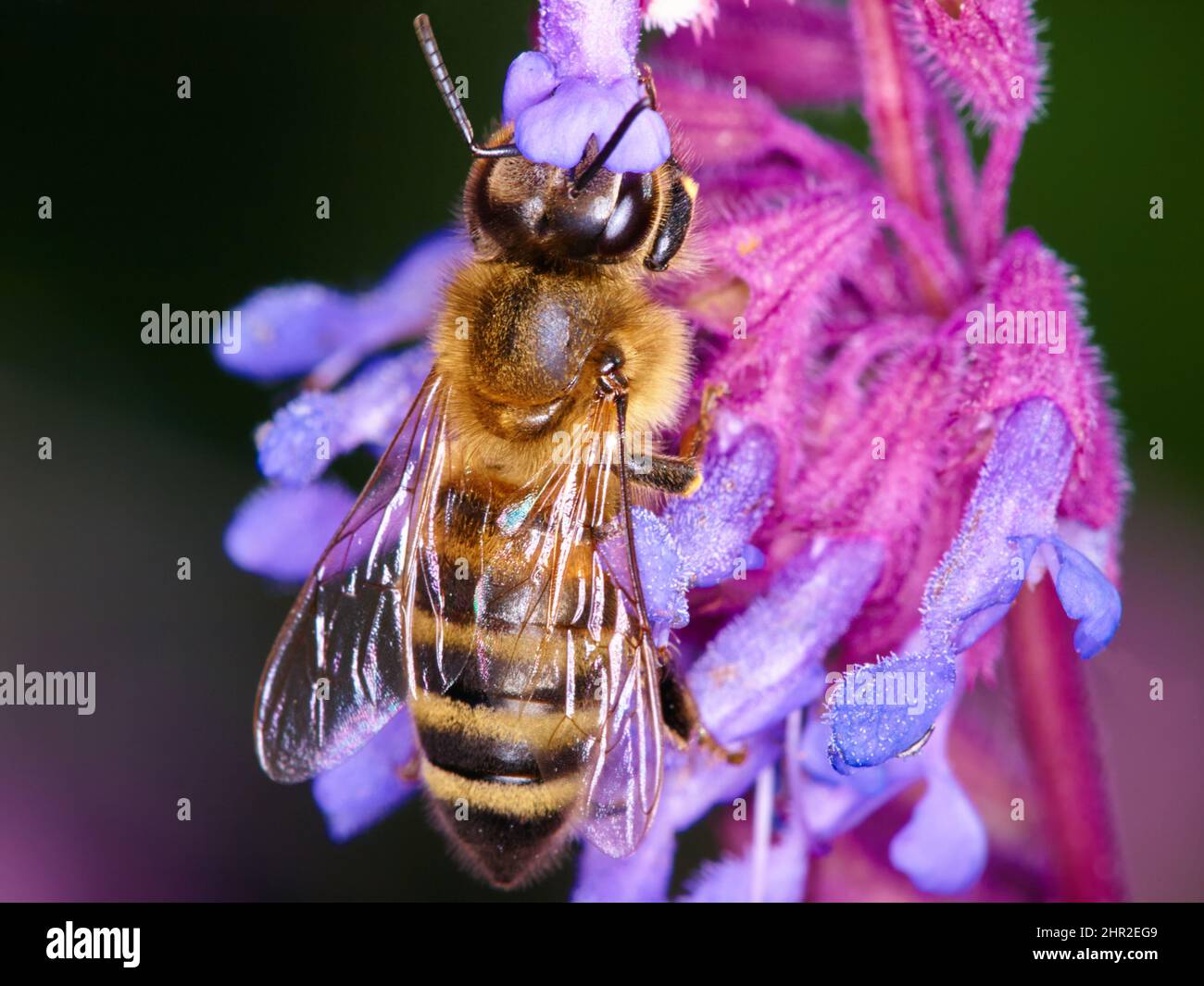 Pollination in nature. A closeup of a honey bee on a purple flower ...