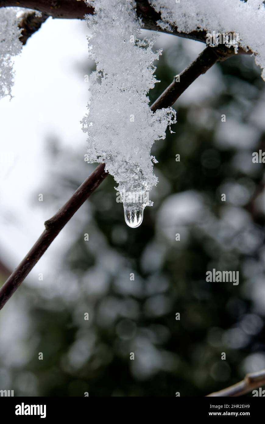 A drop from ice. Snow crystals on a twig and a drop of water with ...